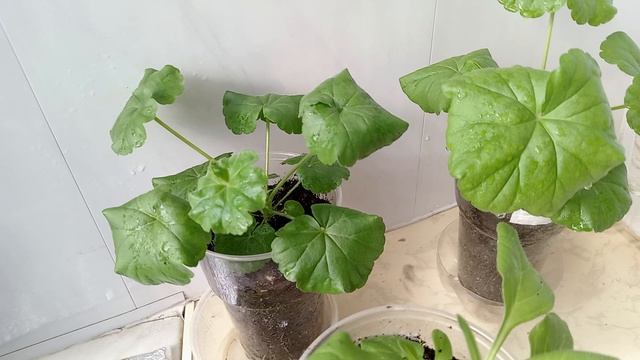 Последний день марта. Подоконник.