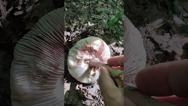 Съедобный мухомор и другие лесные грибы.