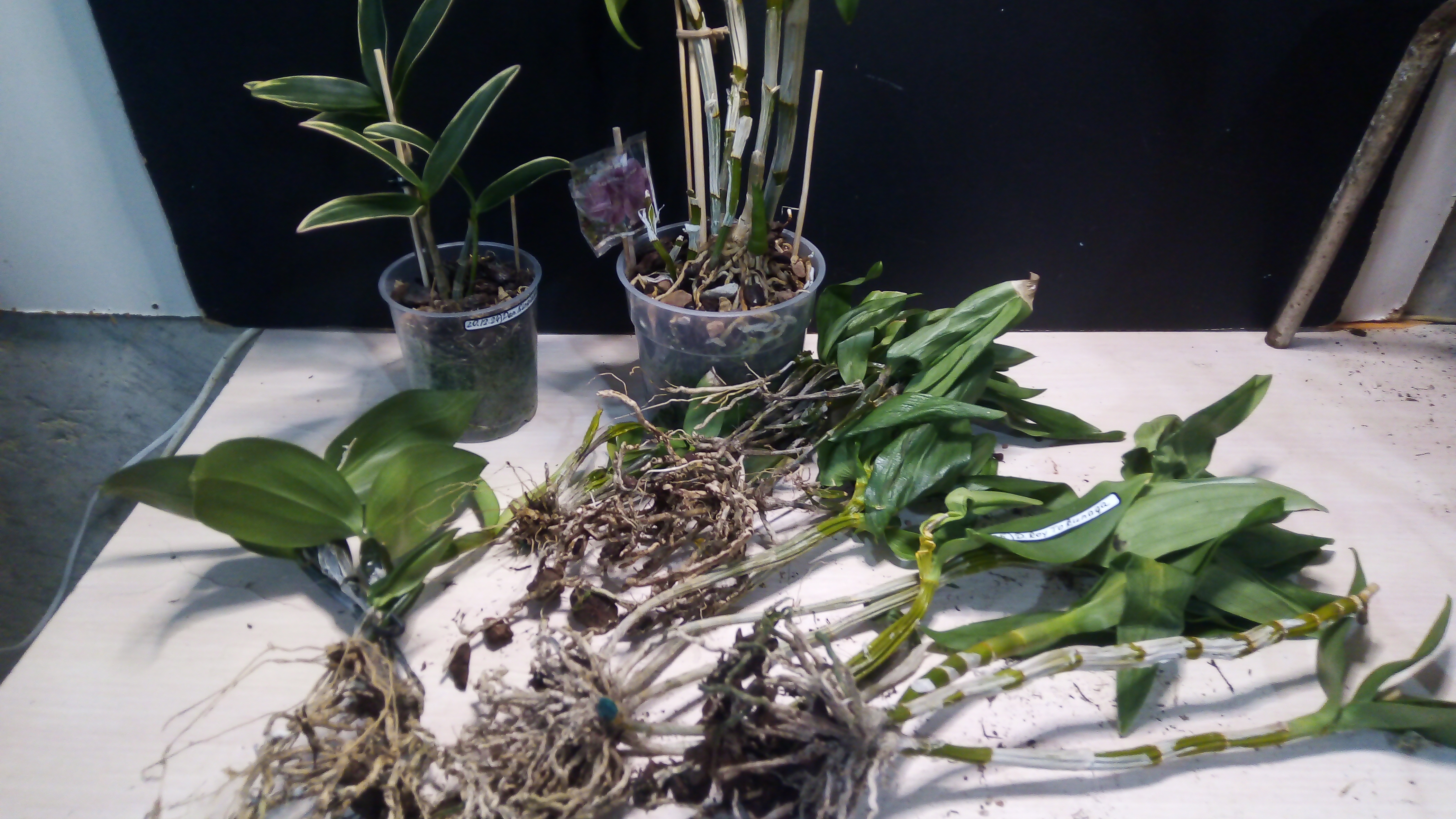 П-2. Ч-1. Распаковка посылки с орхидеями.  Новички со второй посылки.