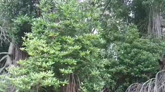 Сафари на лодке по реке в Шри-Ланке