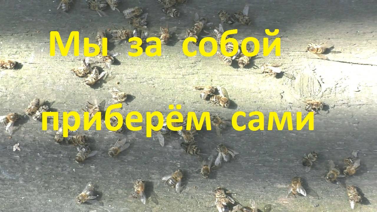 Что будет, если весной не почистить донья в ульях