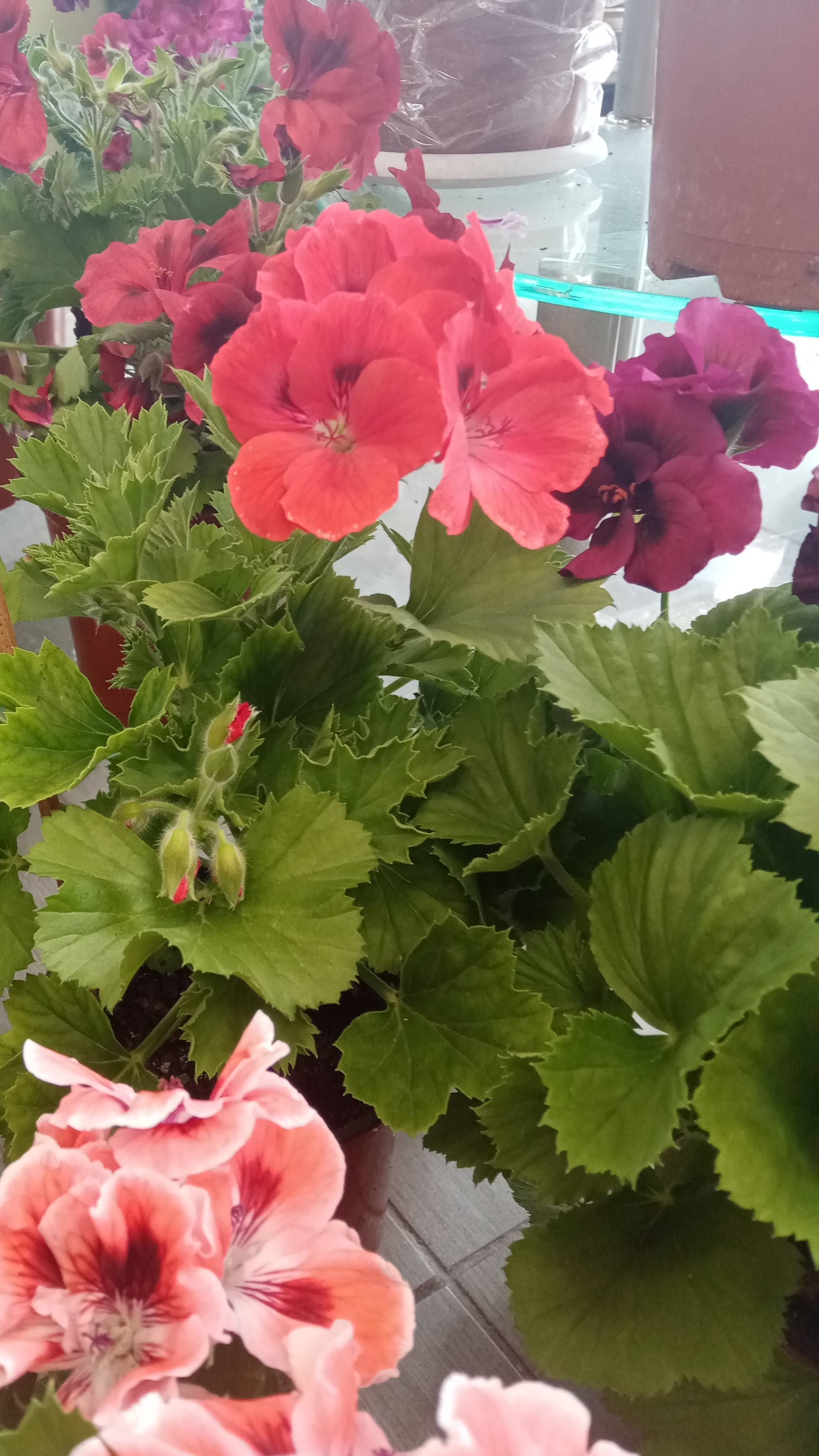 Комнатные цветы-3.