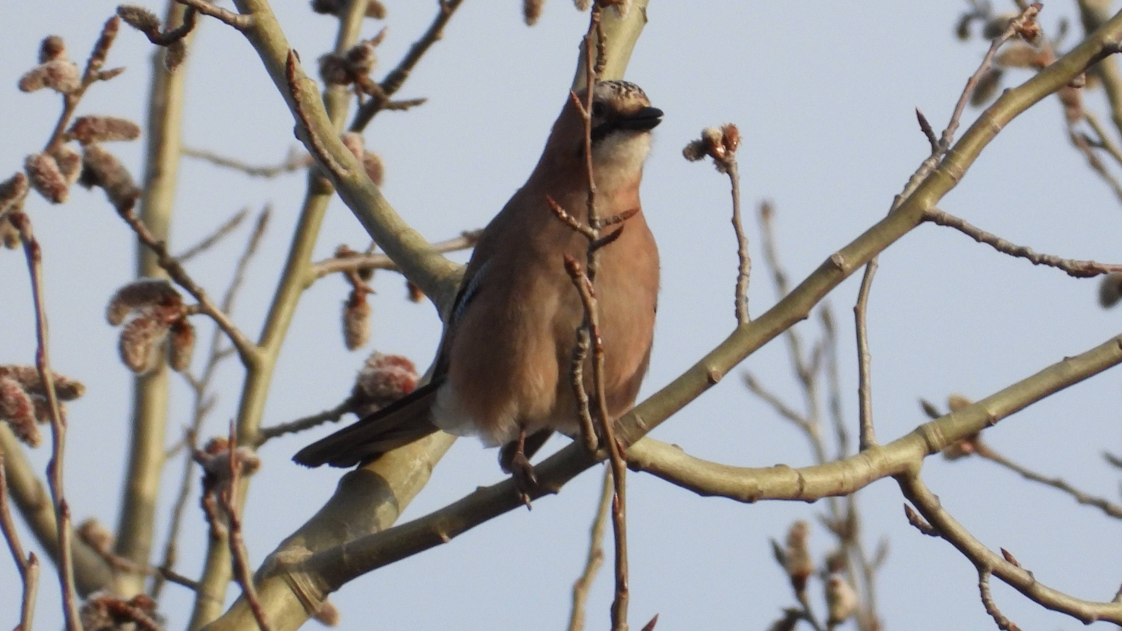 птицы видео Голоса птиц, Сойка, видео. Наблюдение птиц в новгородской области, 31 марта 2025