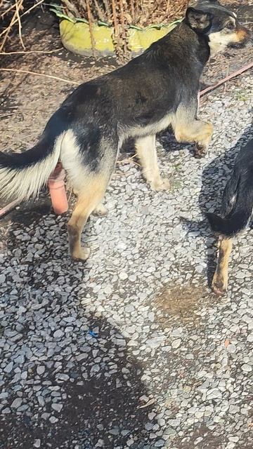 Собаки настроения ❤🐶❤