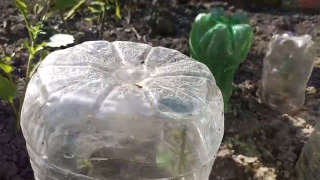 результат укоренения розы осенью через 2 недели. часть 2