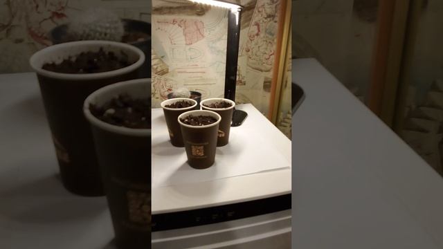 питахайа в горшке