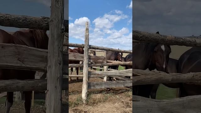 Кош-Агач ️ #happiness #красотаприроды #алтай #лошади #кумыс #республикаалтай