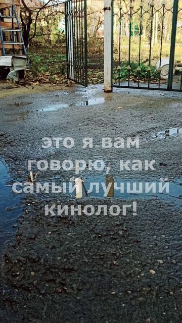 Собачья жизнь!