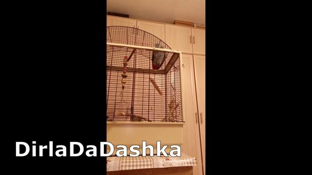 Попугай Дашка вечером слушает музыку и говорит всем: пока, счастливо, спать, спокойной ночи!