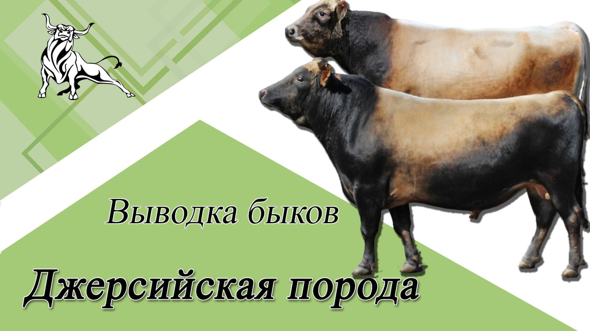 Выводка быков. Джерсейская порода