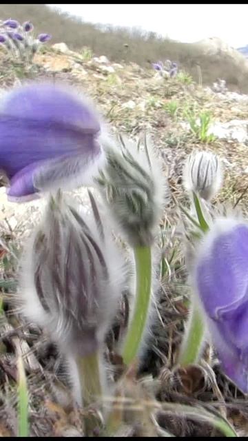 Прострелы (сон-трава) на ветру.