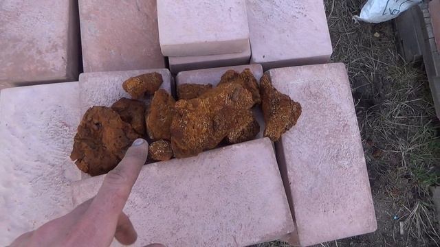 Как выглядит чага (березовый гриб). Как ее обрабатывать.