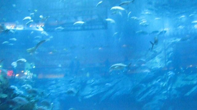 Дубайский аквариум!