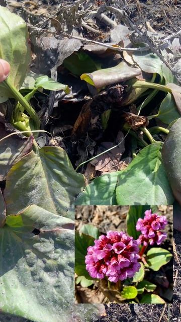 31 марта. Кому чай из листьев бадана? Налетай, сырье доступно!