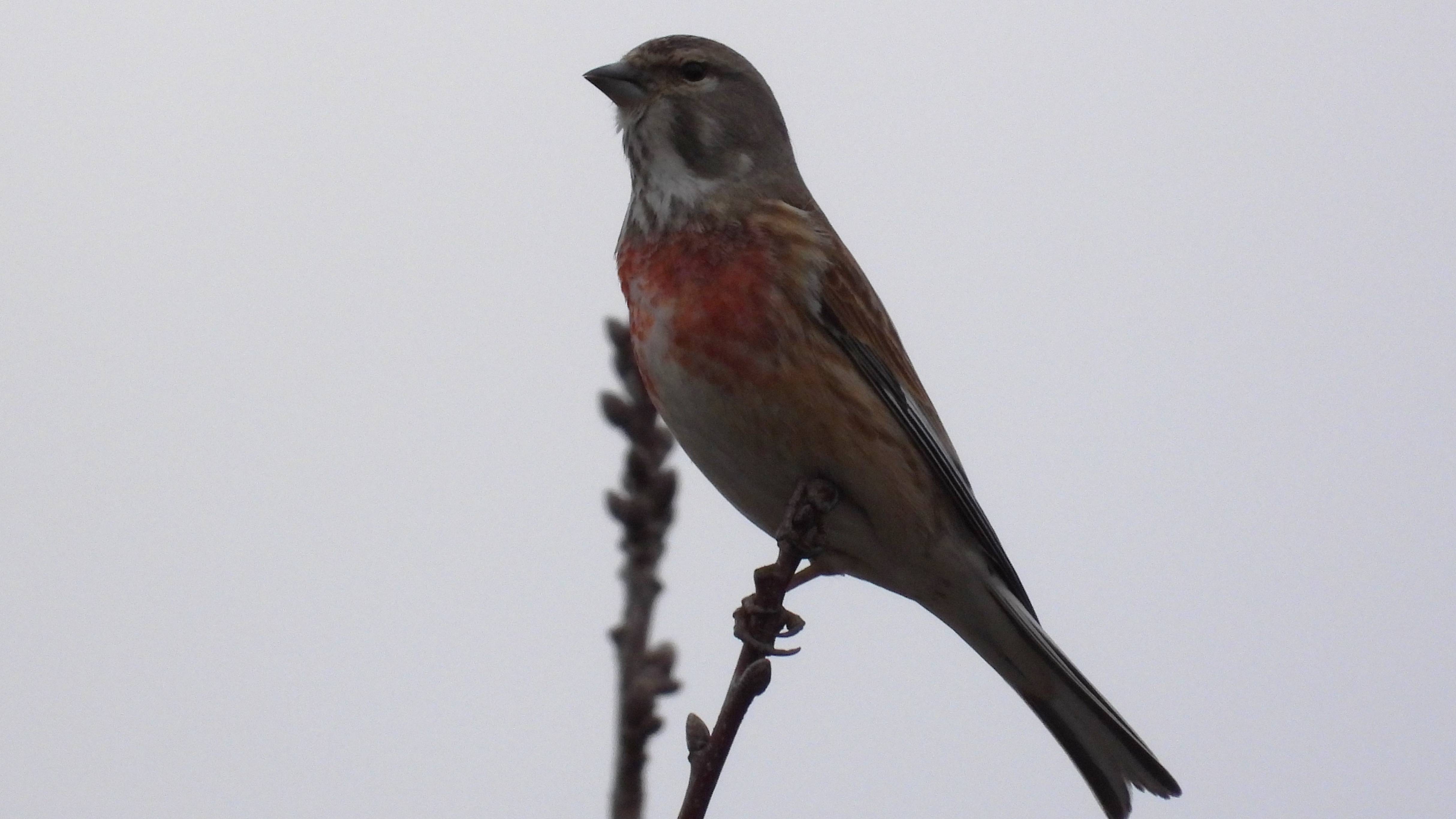 Голоса птиц. Коноплянка поет, видео. Наблюдение птиц в новгородской области, 31 марта 2025