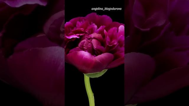 Раскрой свою женскую силу и энергию ♥️ Самая мощная женская медитация