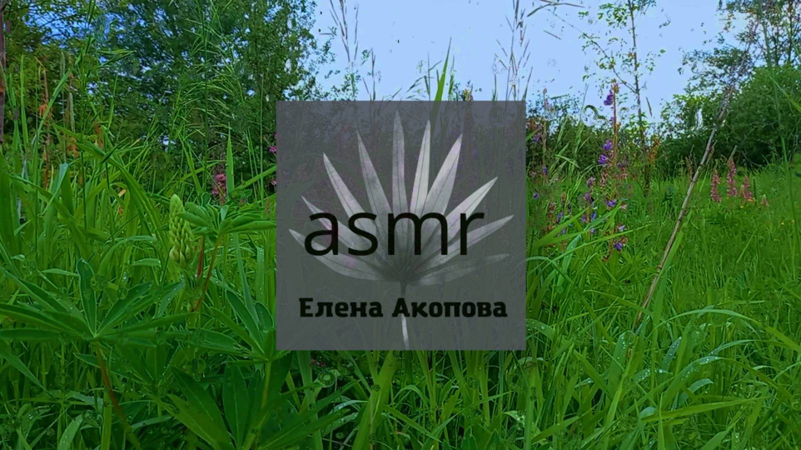 Нежный звук дождя в луговых травах. Для расслабления, сна