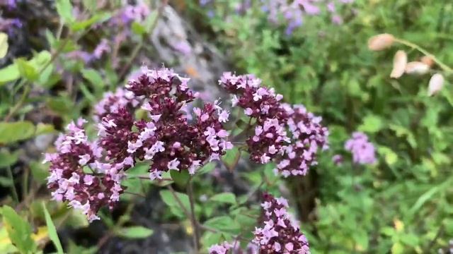 Очень кратко о главном. Кунаки 2022 МОДМС «Маяки дружбы» проект «Башни Кавказа»