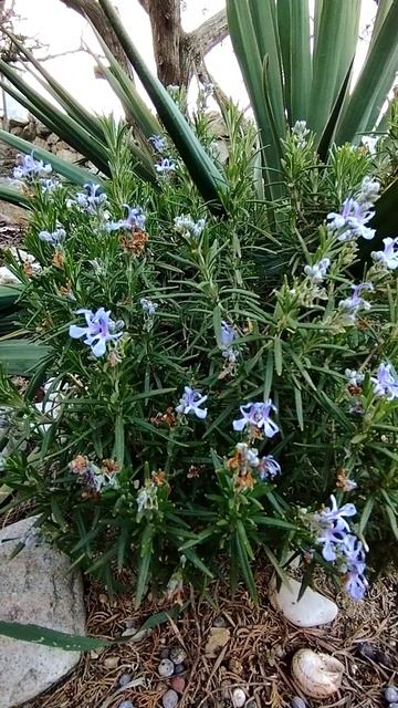 Так цветёт розмарин. Новый Свет.