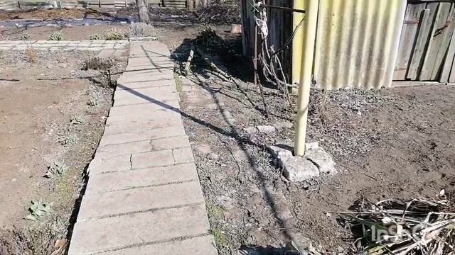 Пересадка Юкки / Весенняя уборка на участке / Перебрала лук / Дачный влог