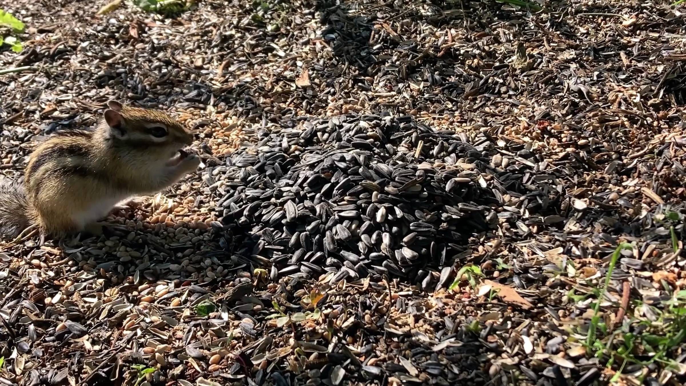 Бурундук. Птицы Сойки, Зеленушки. Часть 40