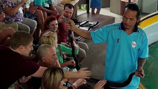 Таиланд. Пхукет. Шоу с Королевскими кобрами