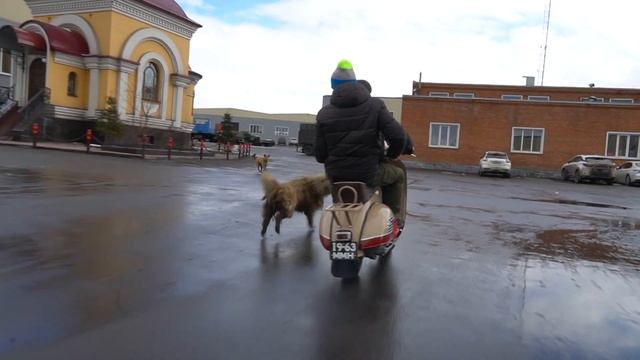 ПОКАТУШКИ НА ВЯТКЕ и ЗЛОБНЫЕ СОБАКИ