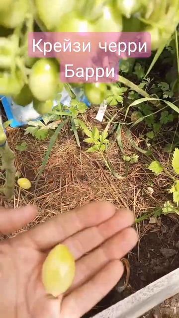 Томат Сумасшедшие вишни Барри (Крейзи черри Барри)