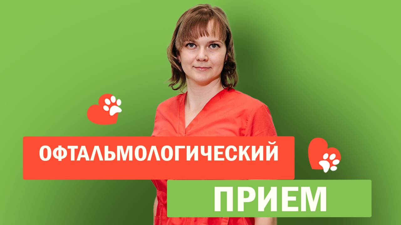 Диагностика на офтальмологическом приеме в ветеринарном центре Котонай