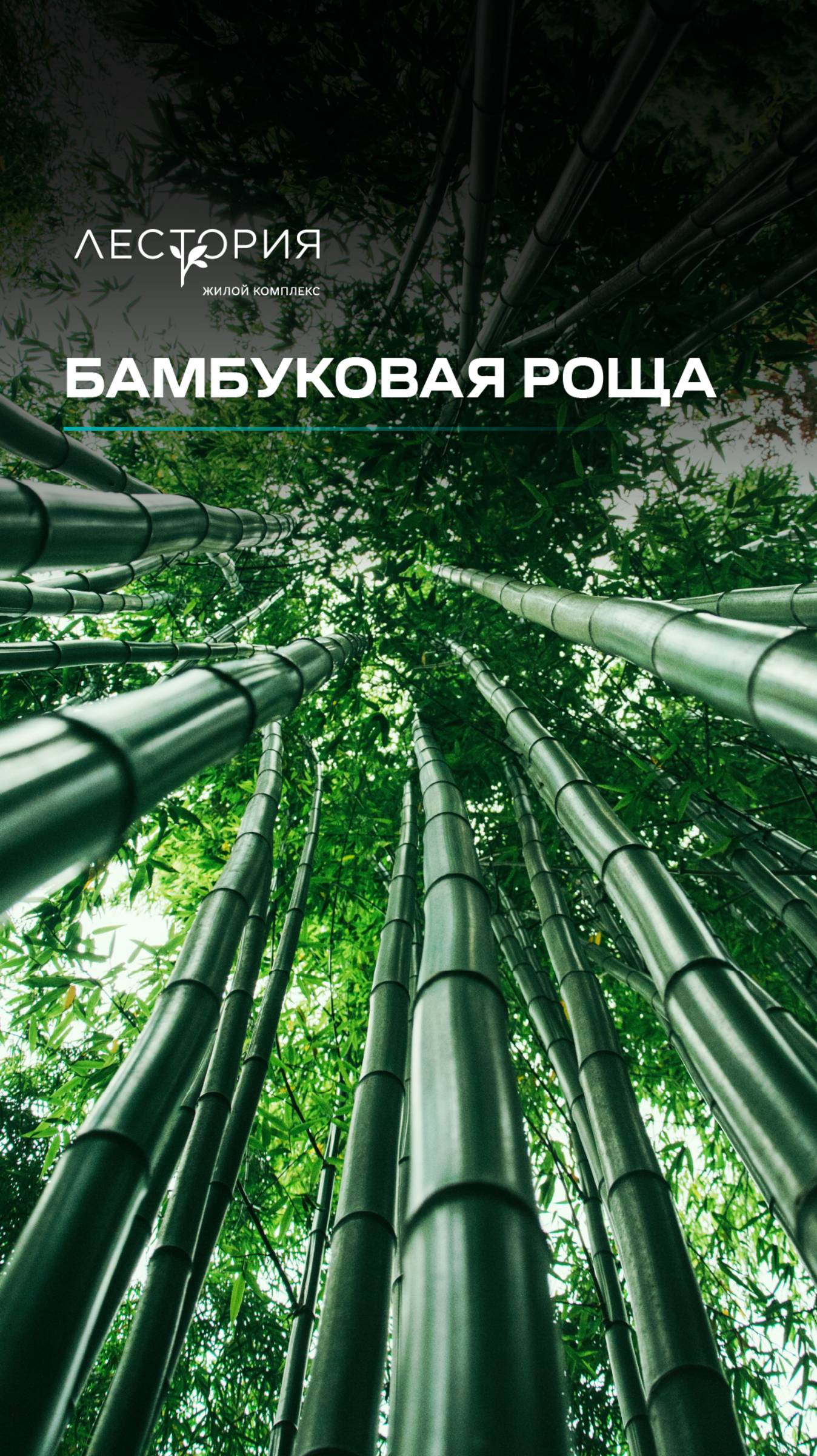 Бамбуковая роща в ЖК «Лестория»
