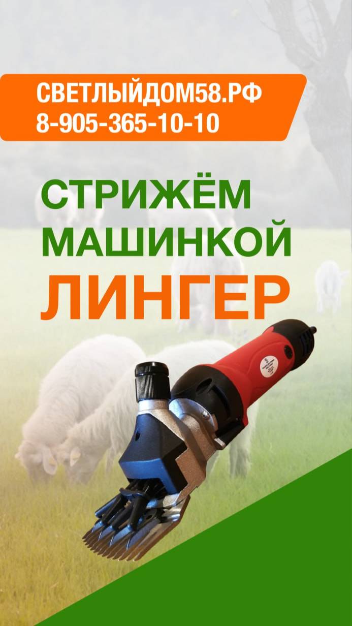 Стрижем овцу машинкой Лингер. Надежная машинка для стрижки овец надежного продавца Светлыйдом58.рф