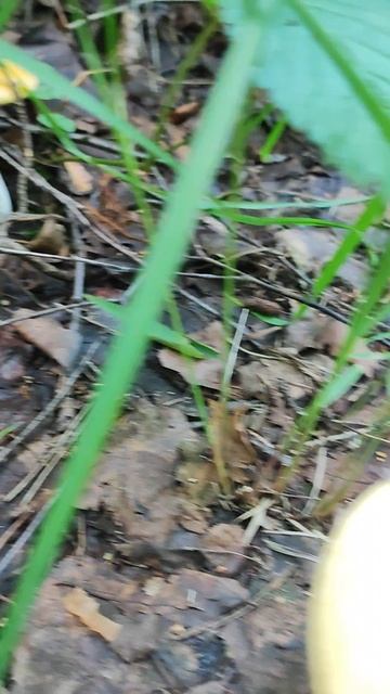 Что за гриб? Сыроежка жёлтая?