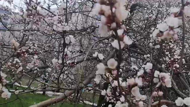 31 03 2025 Весна.