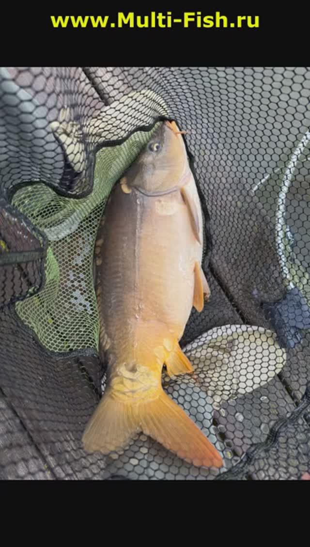 Sabaneev Leader Pro 6м - вываживание карпа на 3750гр. на маховое удилище. Самое легкое удилище!