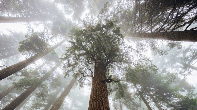 Музыка релакс успокаивающая нервную систему слушать поочередно