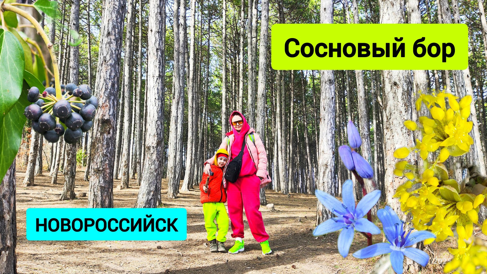 #142 Экологическая катастрофа Сосновый бор в Новороссийске #леснаяцаревна #sumkiberry #пойдемсомной