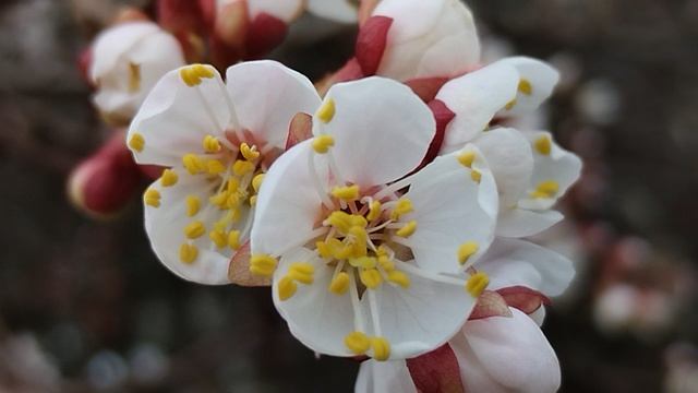 Весна пришла ,абрикосы зацвели.