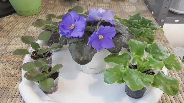 Как вырастить красивые Детки фиалки? Удобряем - Зачем ? Как?
