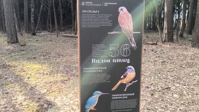 Дубровицкий лес. Как же там красиво!