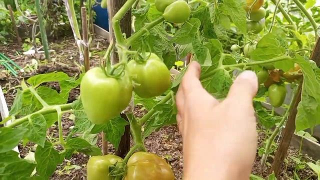 Томат "Непасынкующийся" серия Непас