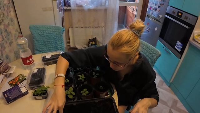 пересаживаю петуньи и сальвию от 29.03.25