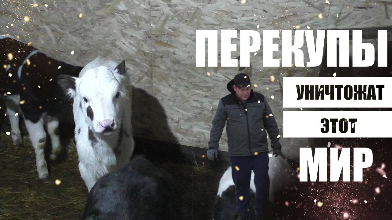 Как купить бычка или хитрые перекупы