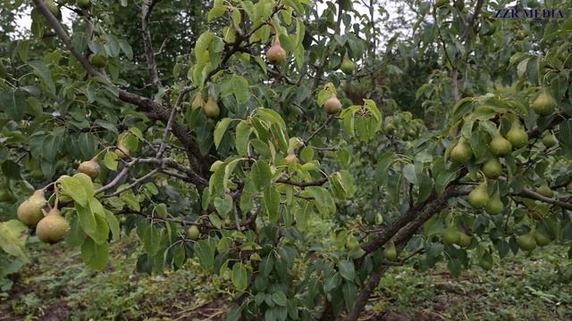 Ашуг Айдун & гр  Мубарак / На свадьбе / Живой звук