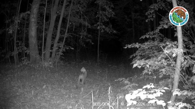 19.07.2024.Рысь.Заповедник Большая Кокшага.Идет ночью по лесу и осматривается