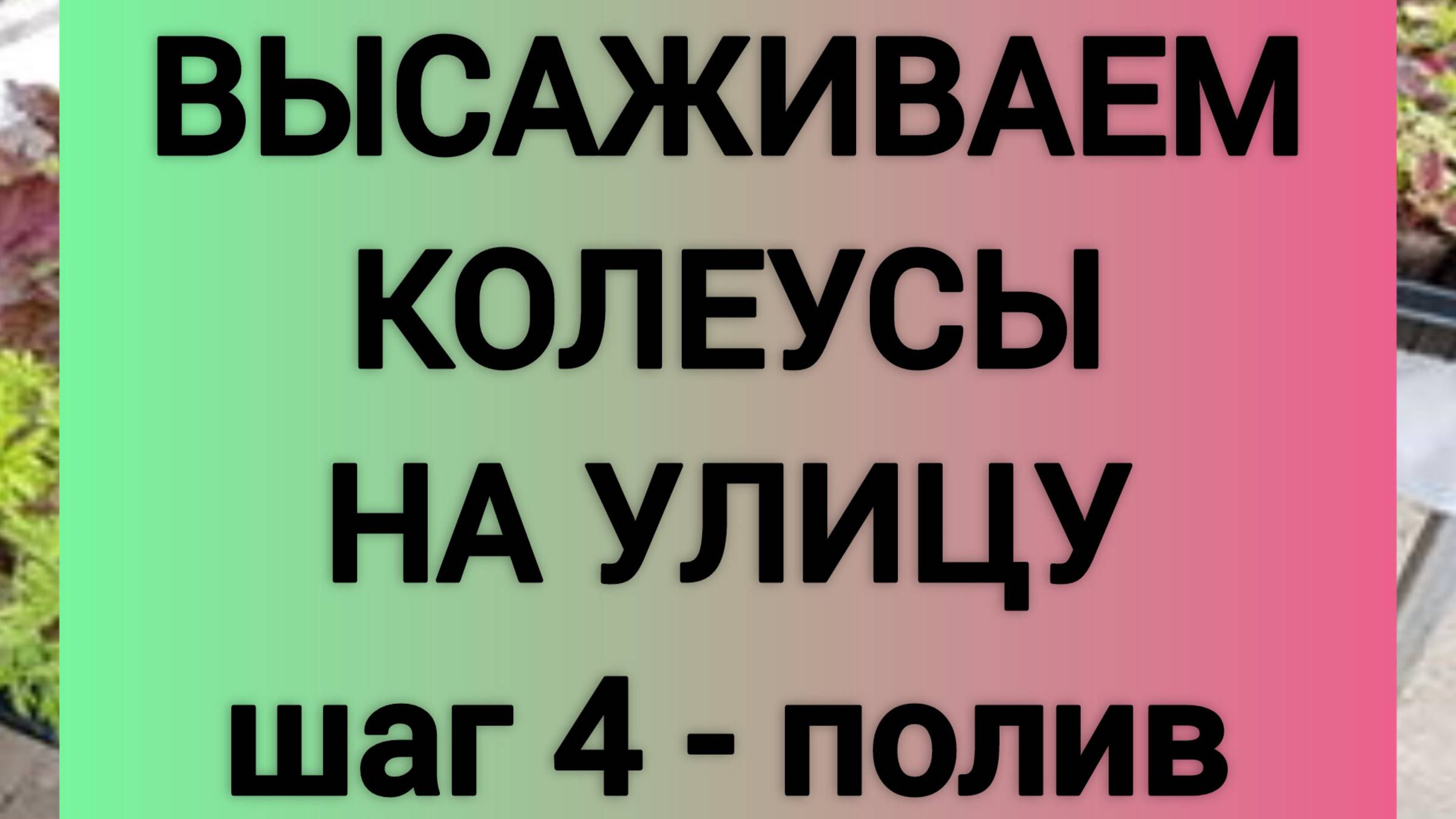 ВЫСАЖИВАЕМ КОЛЕУСЫ НА УЛИЦУ шаг 4 - полив