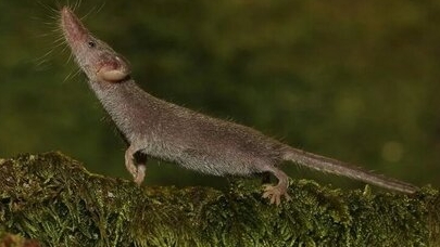 самое короткое животное в мире