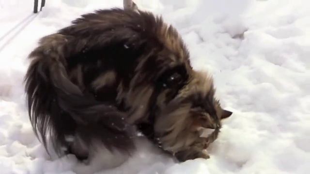 Суровая сибирская братва развлекается.