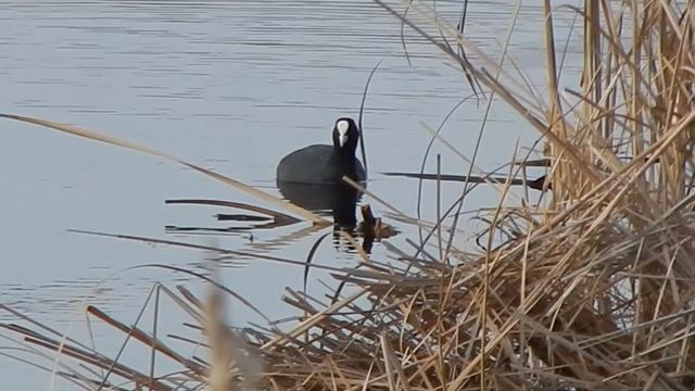 Лысуха пастушковые