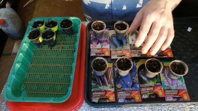 В январе посадил семена баклажанов 8 сортов