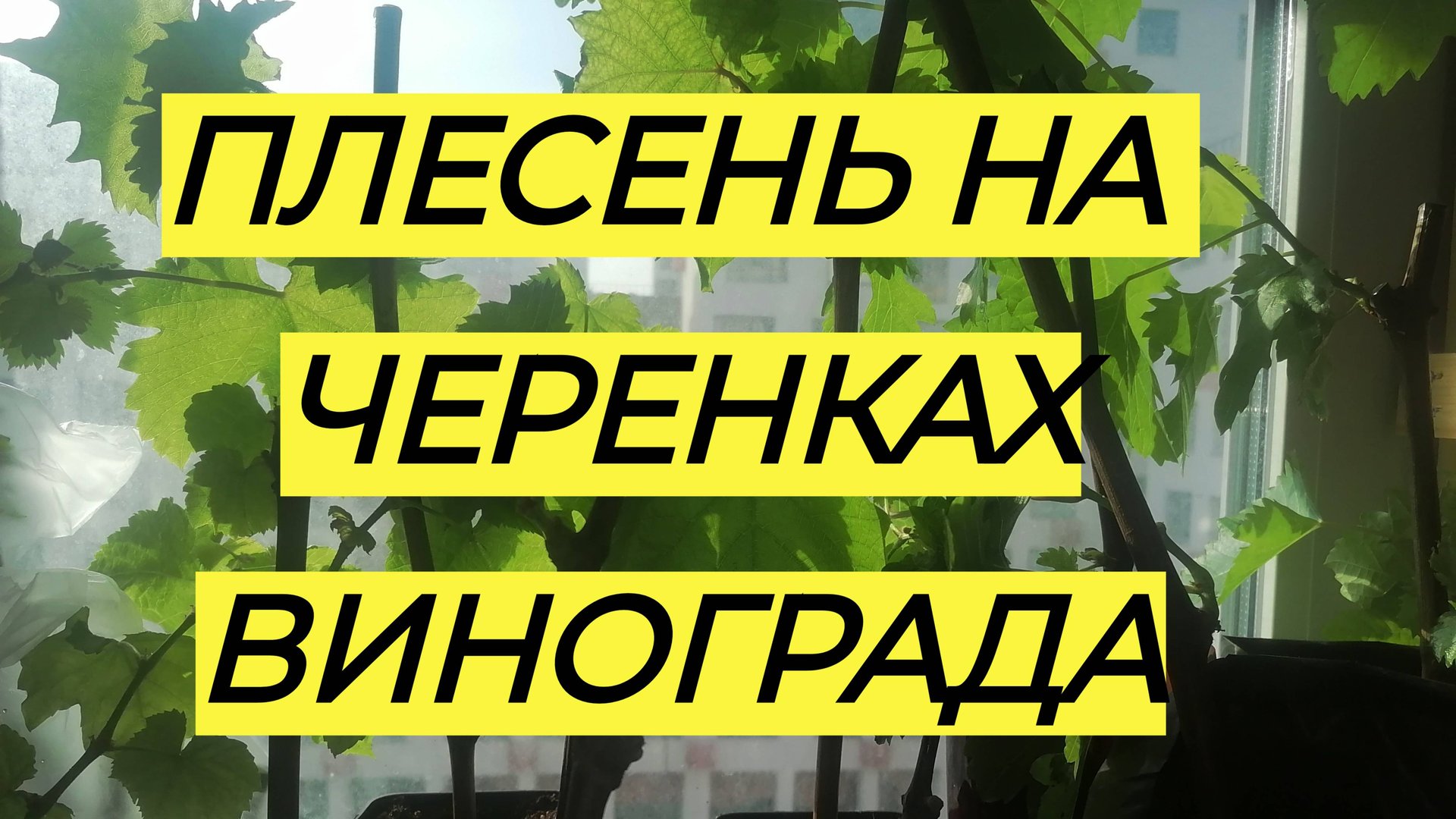 Появление плесени на черенках винограда и как с ней бороться.